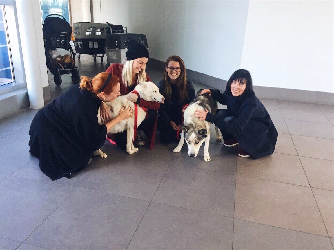 Huskies Rescued From Aleppo Zoo Get First Dog Bed In Canada - The Dodo