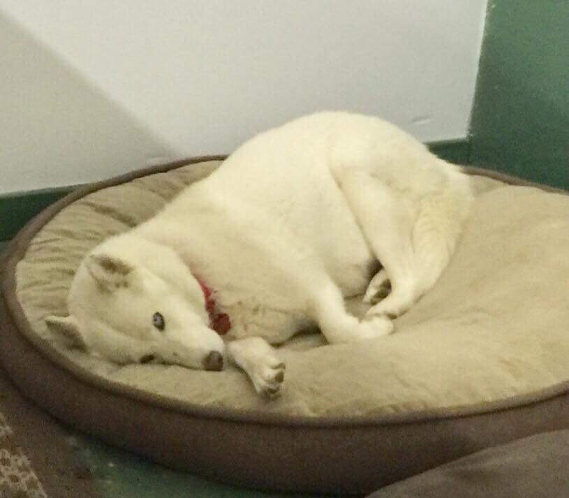 Huskies Rescued From Aleppo Zoo Get First Dog Bed In Canada - The Dodo