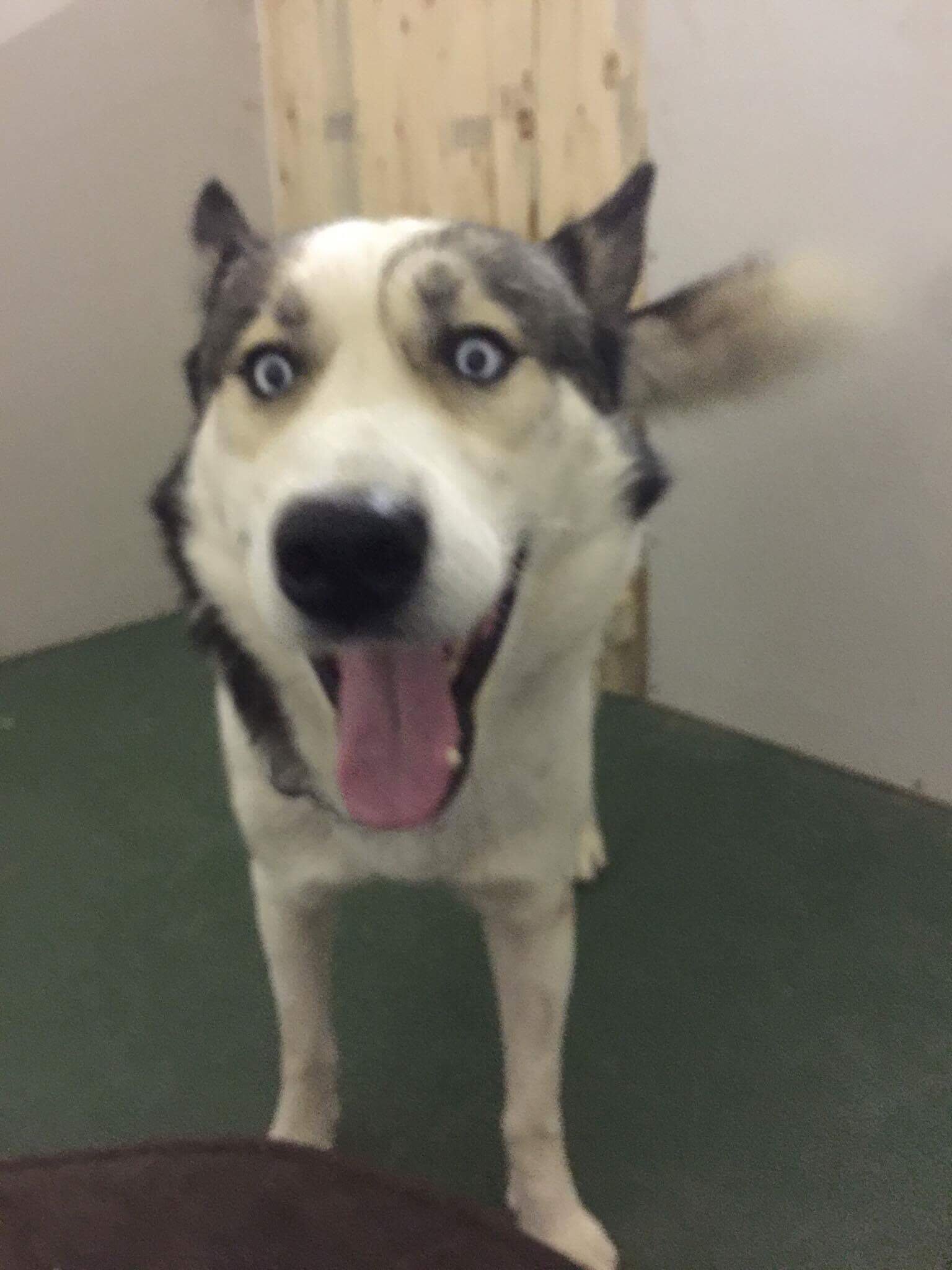 Huskies Rescued From Aleppo Zoo Get First Dog Bed In Canada - The Dodo