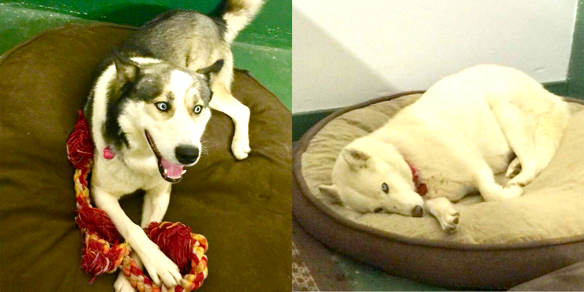 Huskies Rescued From Aleppo Zoo Get First Dog Bed In Canada - The Dodo