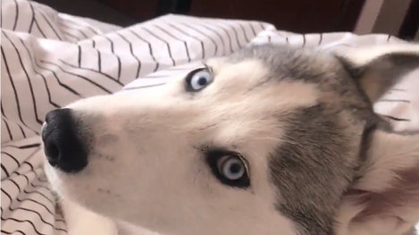 Happy Husky Is Always Smiling - Videos - The Dodo