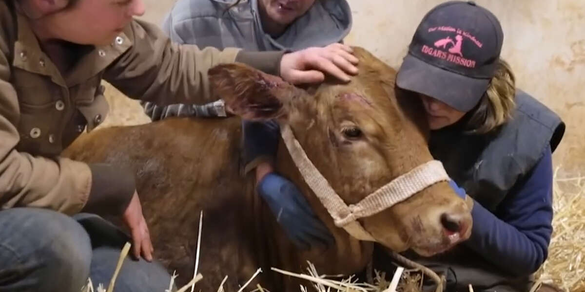Baby Cow Rescued From Highway - Videos - The Dodo
