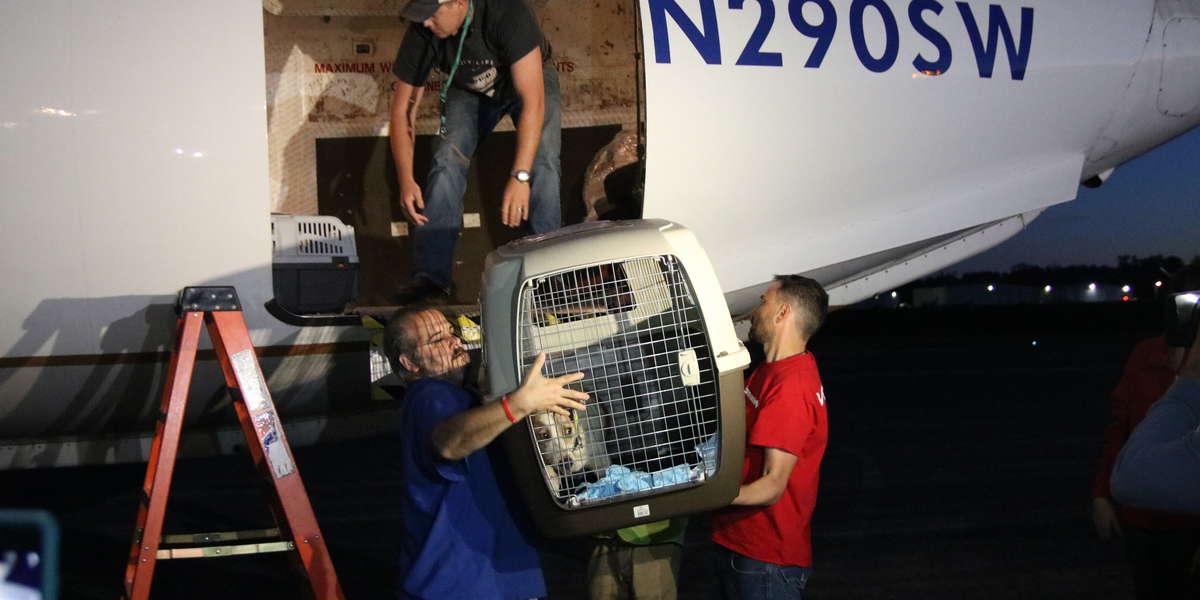 130 Homeless Pets Arrive In U.S. Following Hurricane Maria - The Dodo