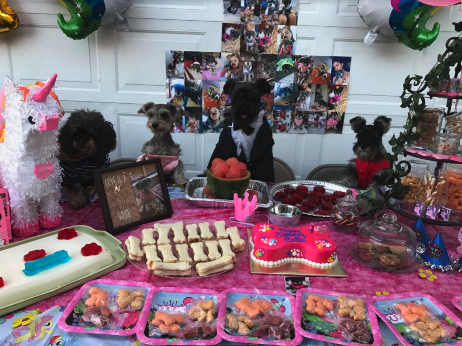 Woman Plans Elaborate Birthday Party For Dog, Invites All Her Friends ...
