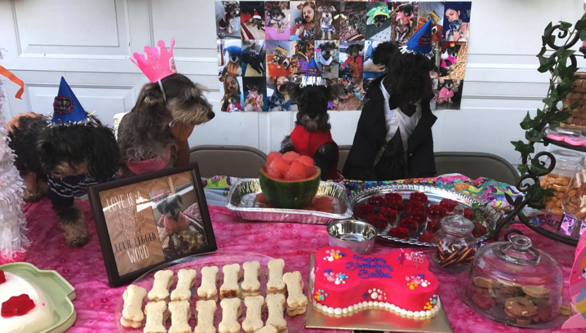 Woman Plans Elaborate Birthday Party For Dog, Invites All Her Friends ...