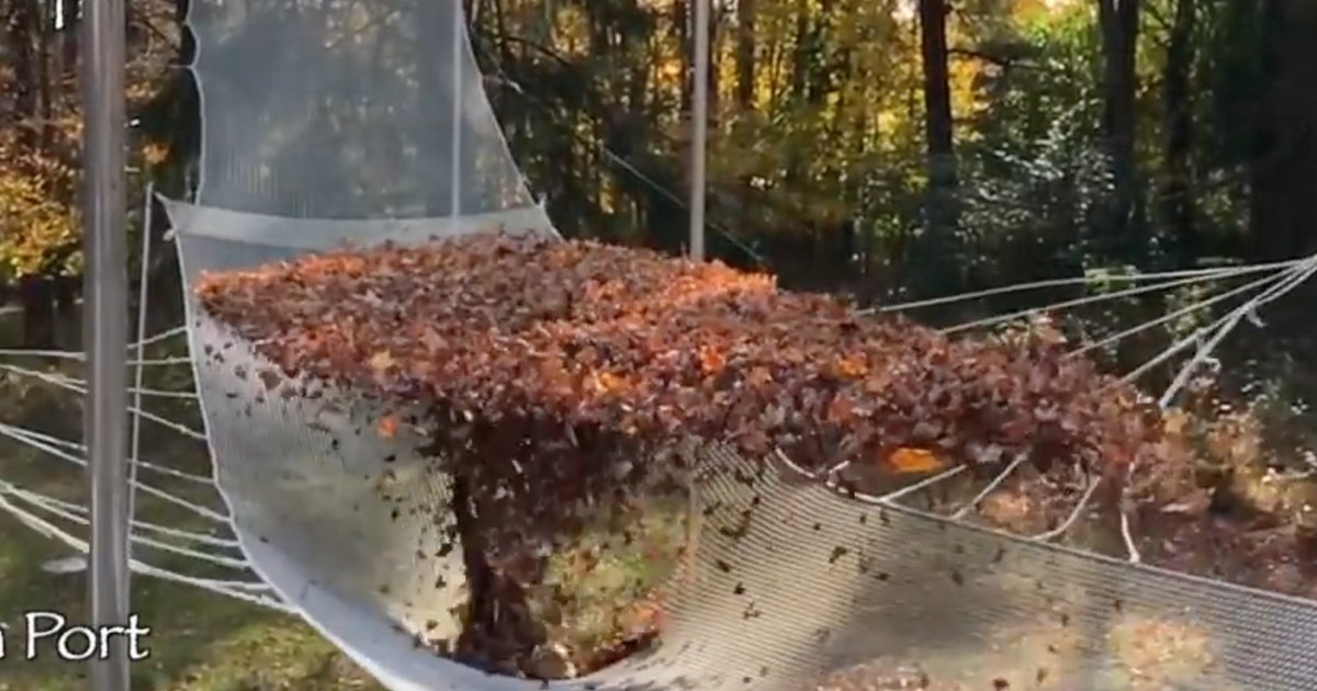 Jumping Into a Giant Pile of Fall Leaves Is Extremely Satisfying ...