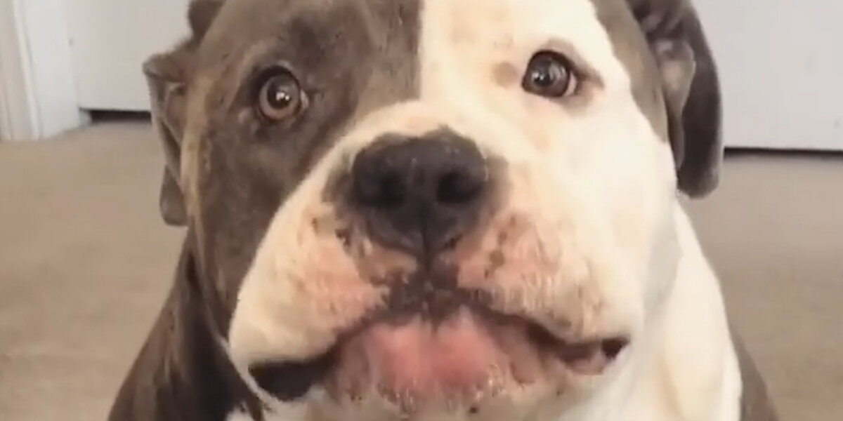 Pro Baseball Player Is Showing The World How Amazing His Pit Bull Is ...