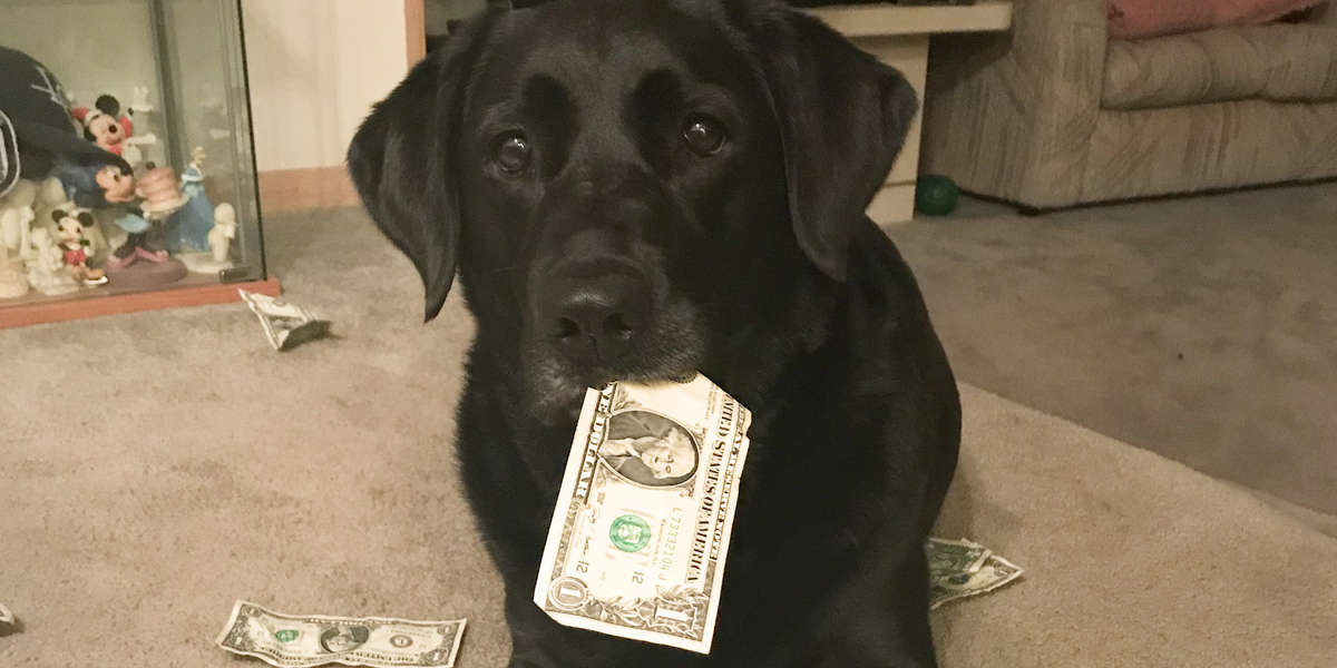 Smart Dog Collects Money To Pay For Treats - Videos - The Dodo