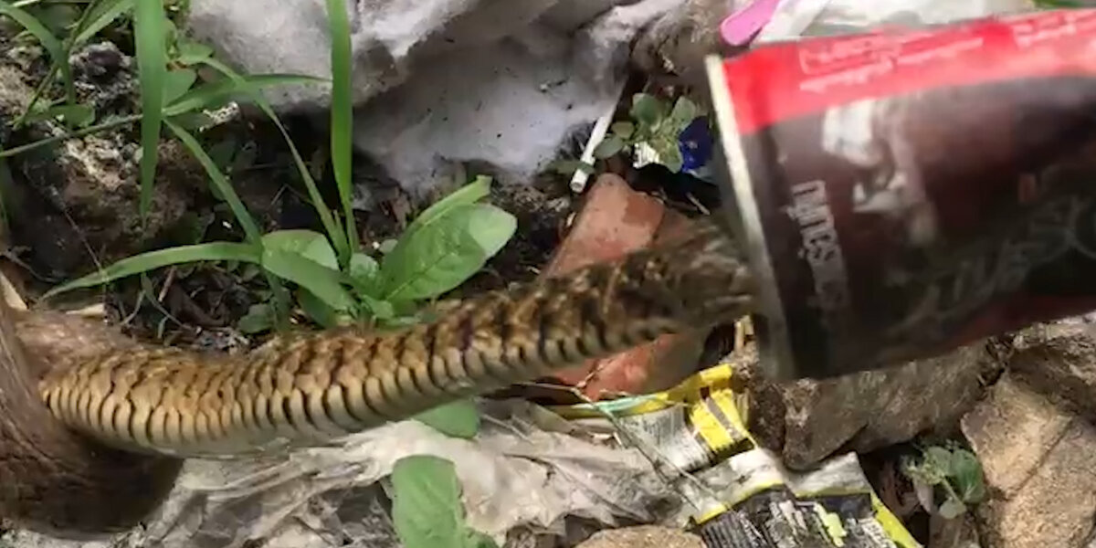 Baby Snake Rescued From Can - Videos - The Dodo