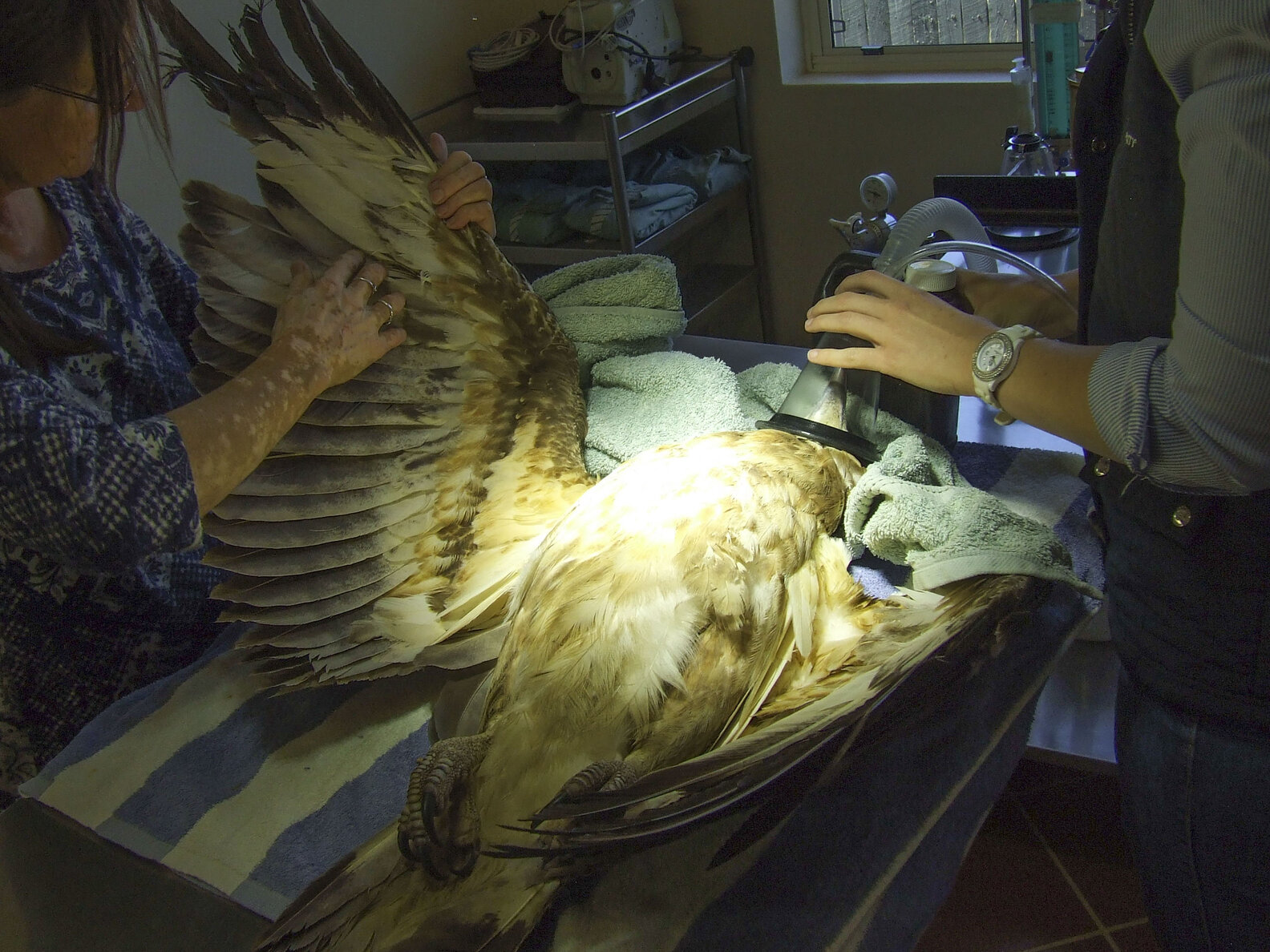 Woman Builds A New Wing For Eagle So She Can Fly Again - The Dodo