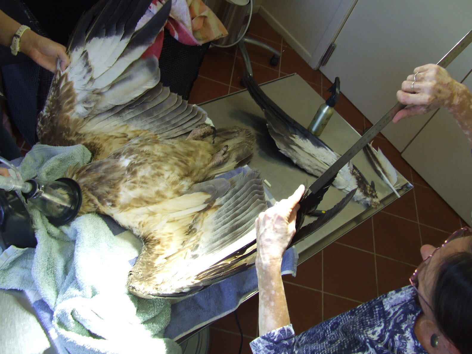 Woman Builds A New Wing For Eagle So She Can Fly Again - The Dodo