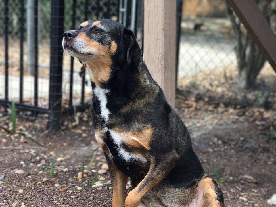 Sweetest Dog Has Been Waiting At South Carolina Shelter For 8 Years ...