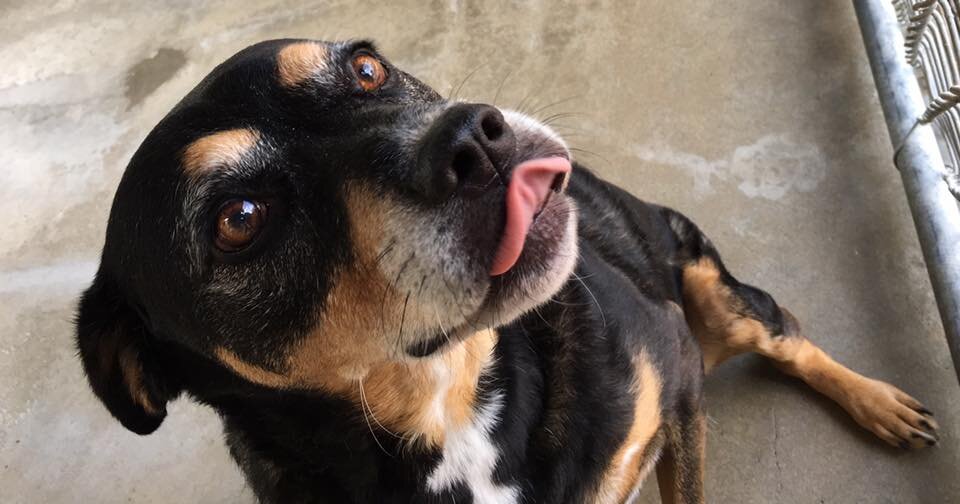Sweetest Dog Has Been Waiting At South Carolina Shelter For 8 Years ...