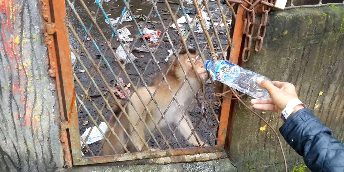 People Are Bringing Food And Water To These Starving Zoo Animals ...