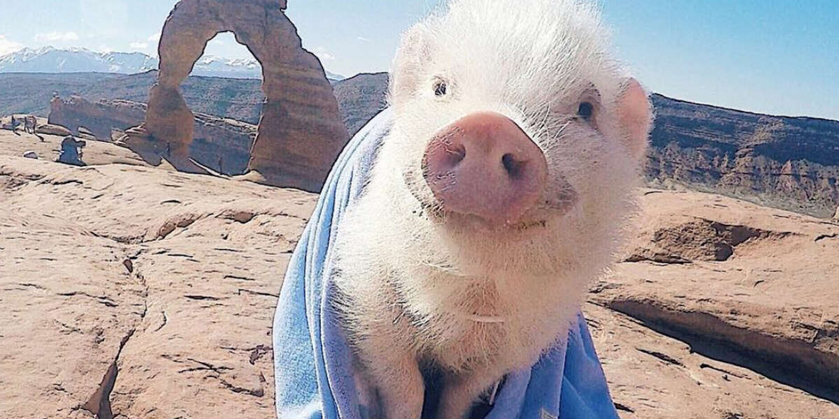 'Mini' Pig Loves To Travel The World - Videos - The Dodo