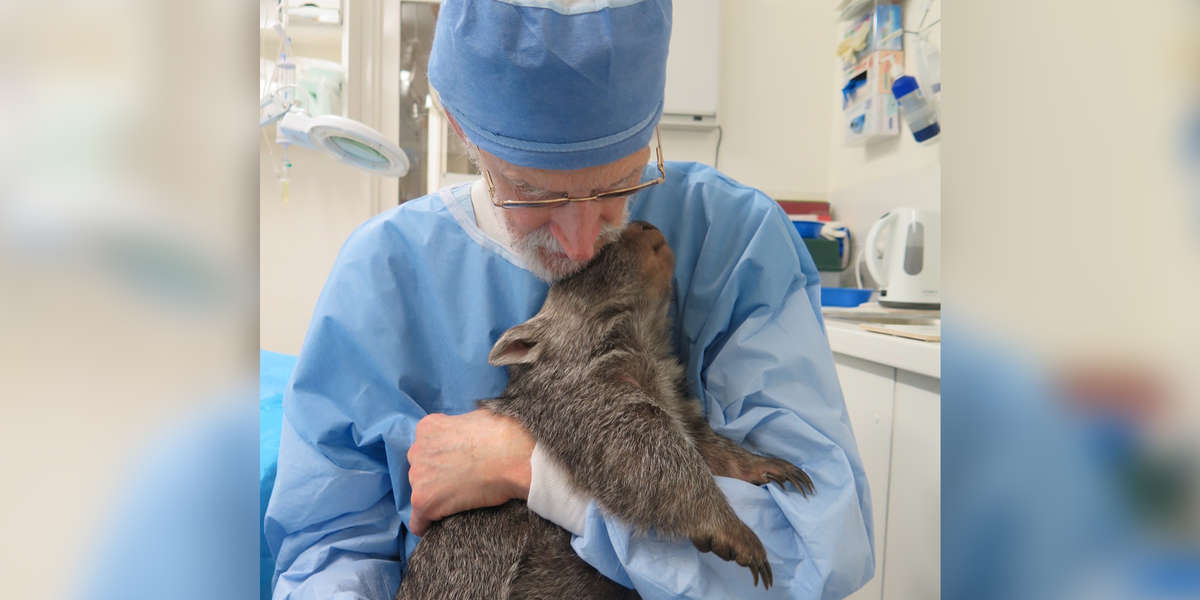 Orphaned Wombat Cuddles Close To The Surgeon Who Saved Her - The Dodo