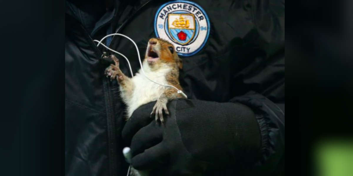 Squirrel Disrupting Manchester City Football Match, Goes Viral - The Dodo