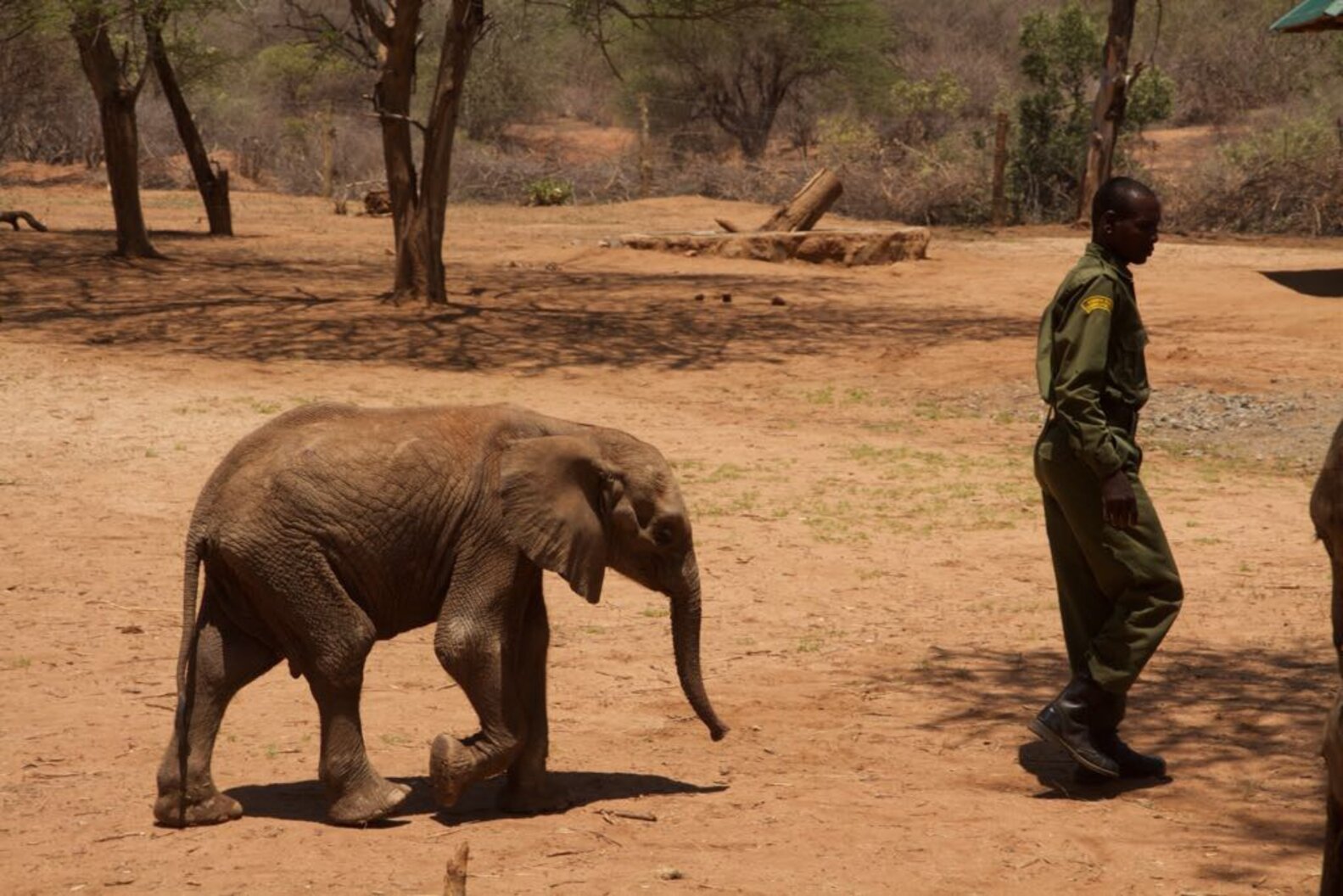 Baby Elephant Is So Happy To Meet New Friend - The Dodo
