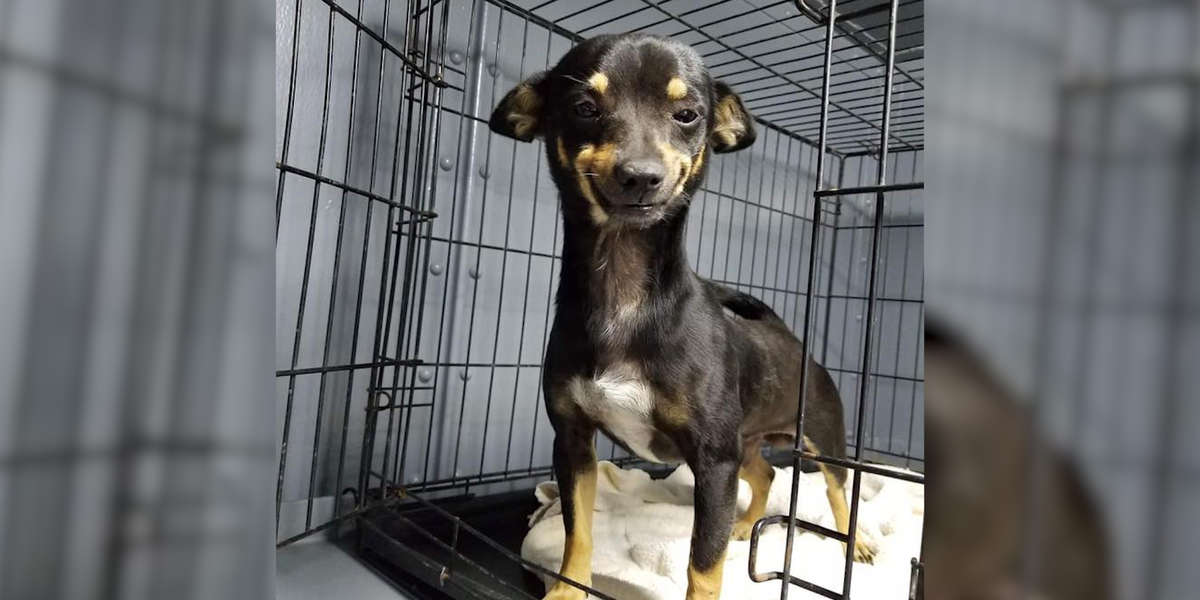 Texas Shelter Takes In Tiny Dog With Best Smile In The Whole World ...
