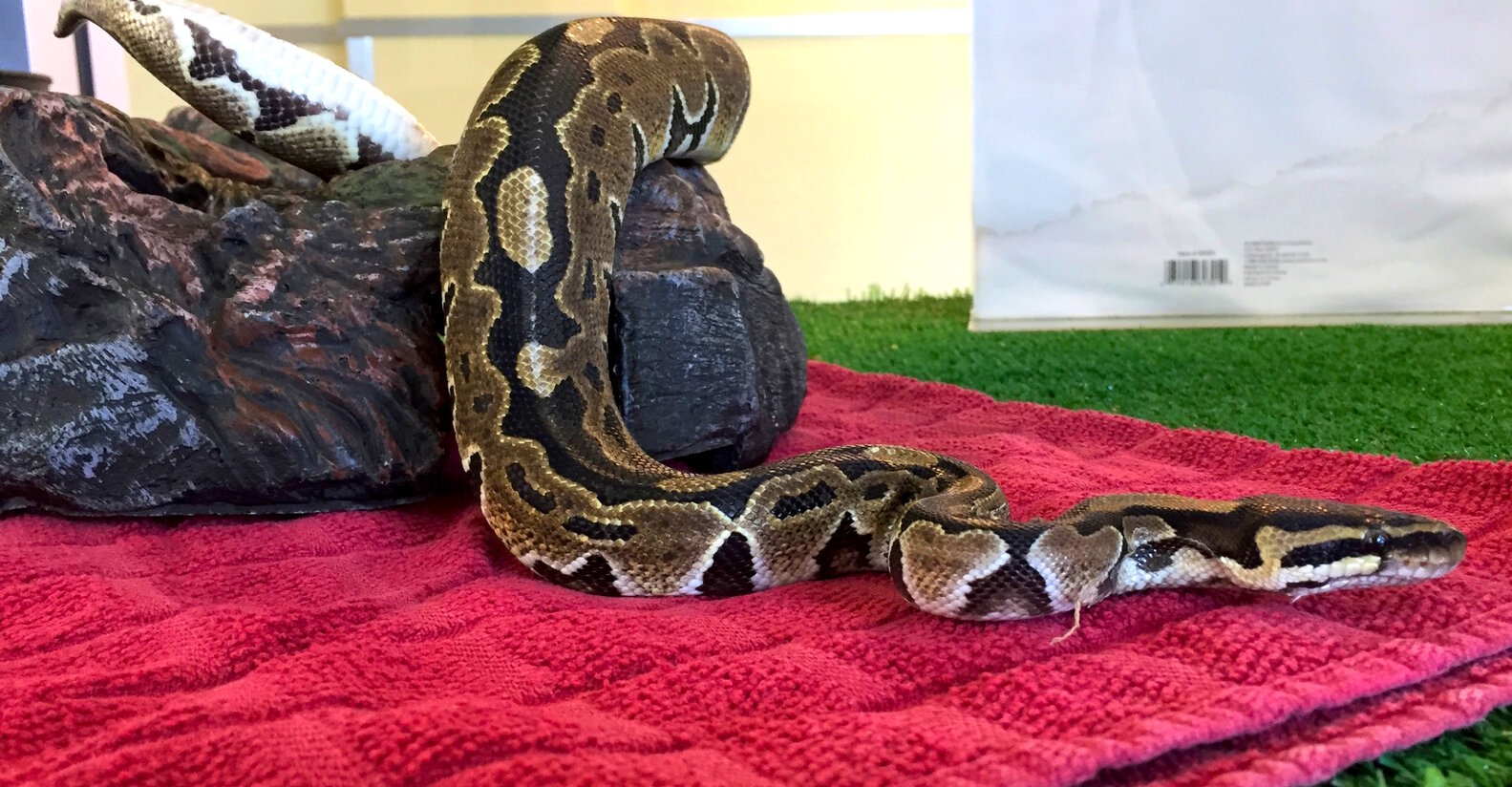 Ball Python Found On Palo Alto Bus Adopted By Local Family - The Dodo