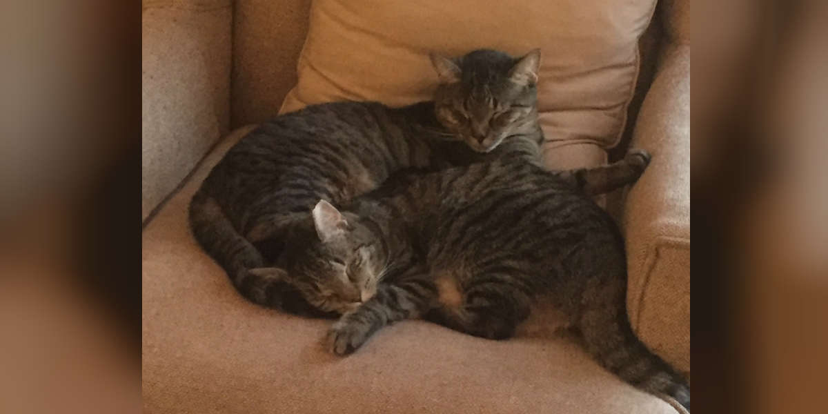 Rescue Kitten Was So Scared Until Her Sister Taught Her To Be Brave ...