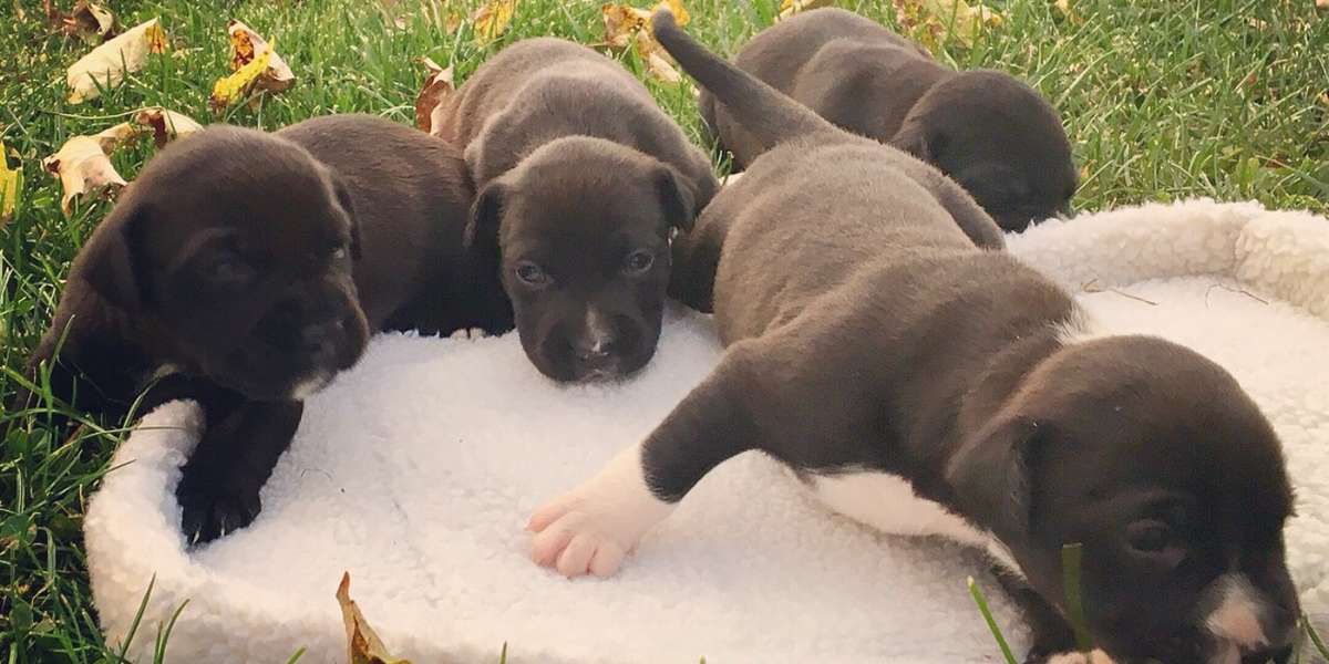 Young Puppies Had To Be Taken From Their Mom To Save Their Lives - The Dodo