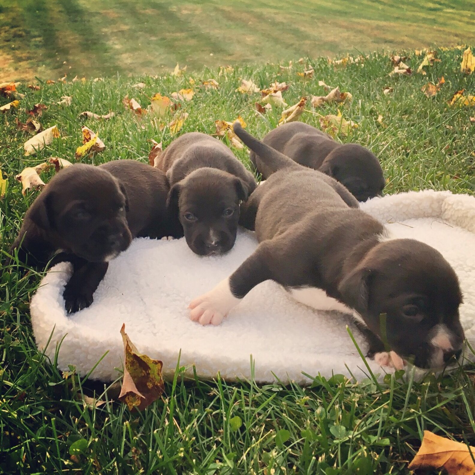Young Puppies Had To Be Taken From Their Mom To Save Their Lives - The Dodo