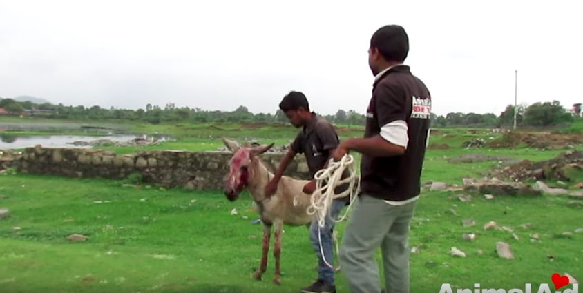 Rescuers Teach Abused Donkey To Trust Again - The Dodo