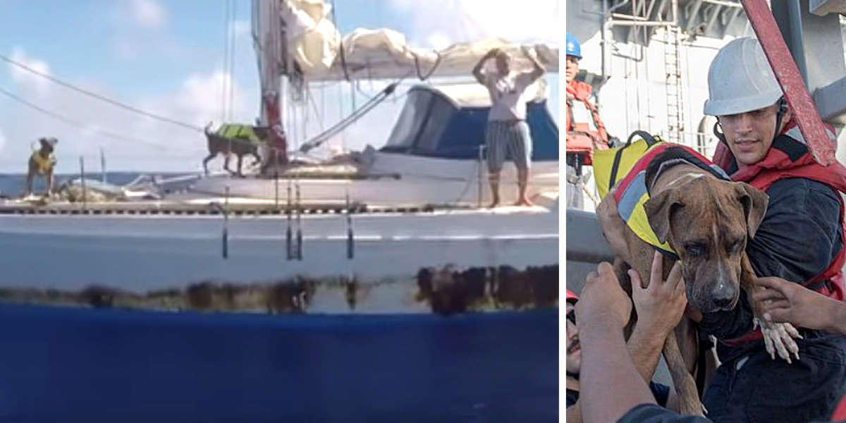 Two American Sailors Lost At Sea For Months Refused To Let Dogs Starve ...