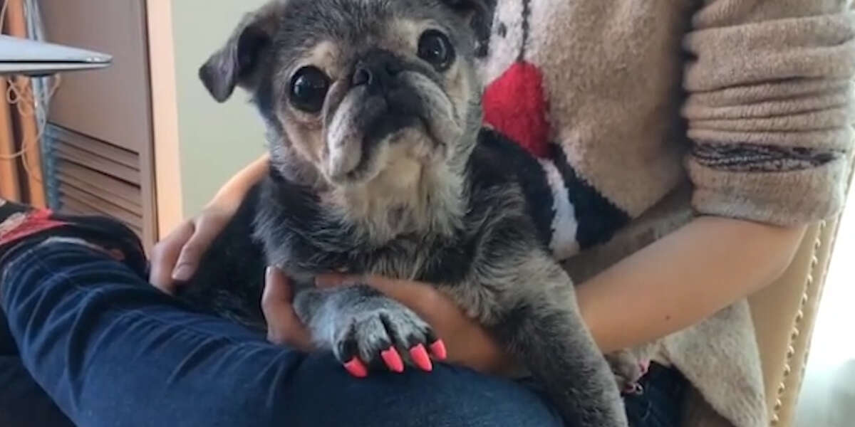 Senior Pug Lives Out Golden Years With All Her Friends - Videos - The Dodo