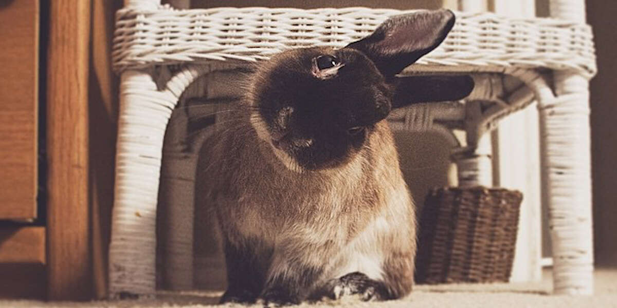 Rabbit Saved From Bad Breeder Is So Loved Now - Videos - The Dodo