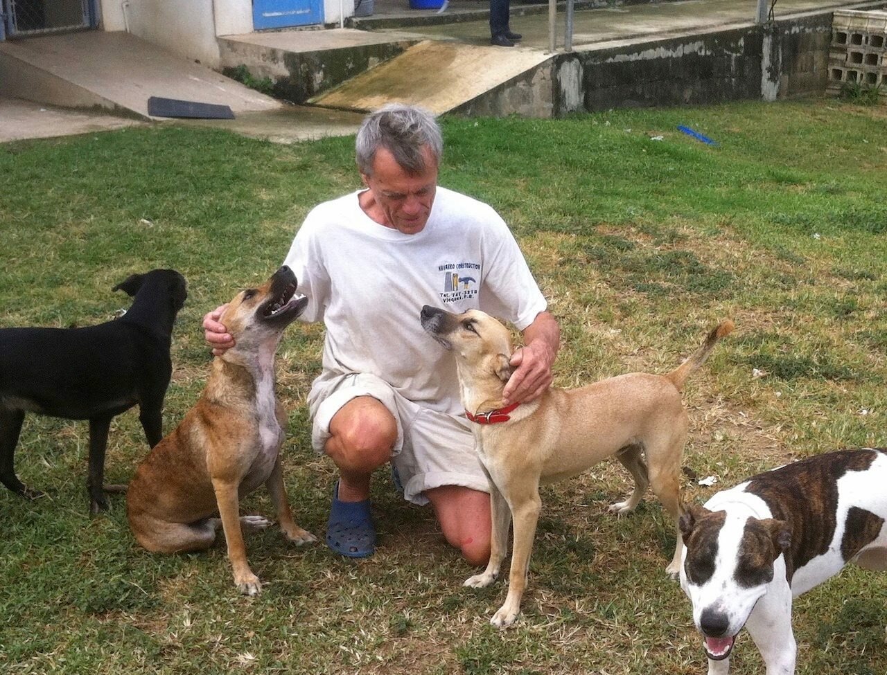 Hundreds Of Dogs Flown From Vieques To Colorado After Hurricane Maria ...