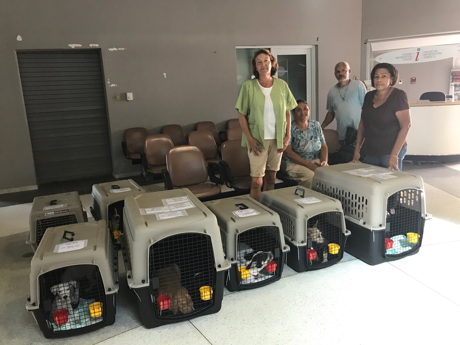 Hundreds Of Dogs Flown From Vieques To Colorado After Hurricane Maria ...