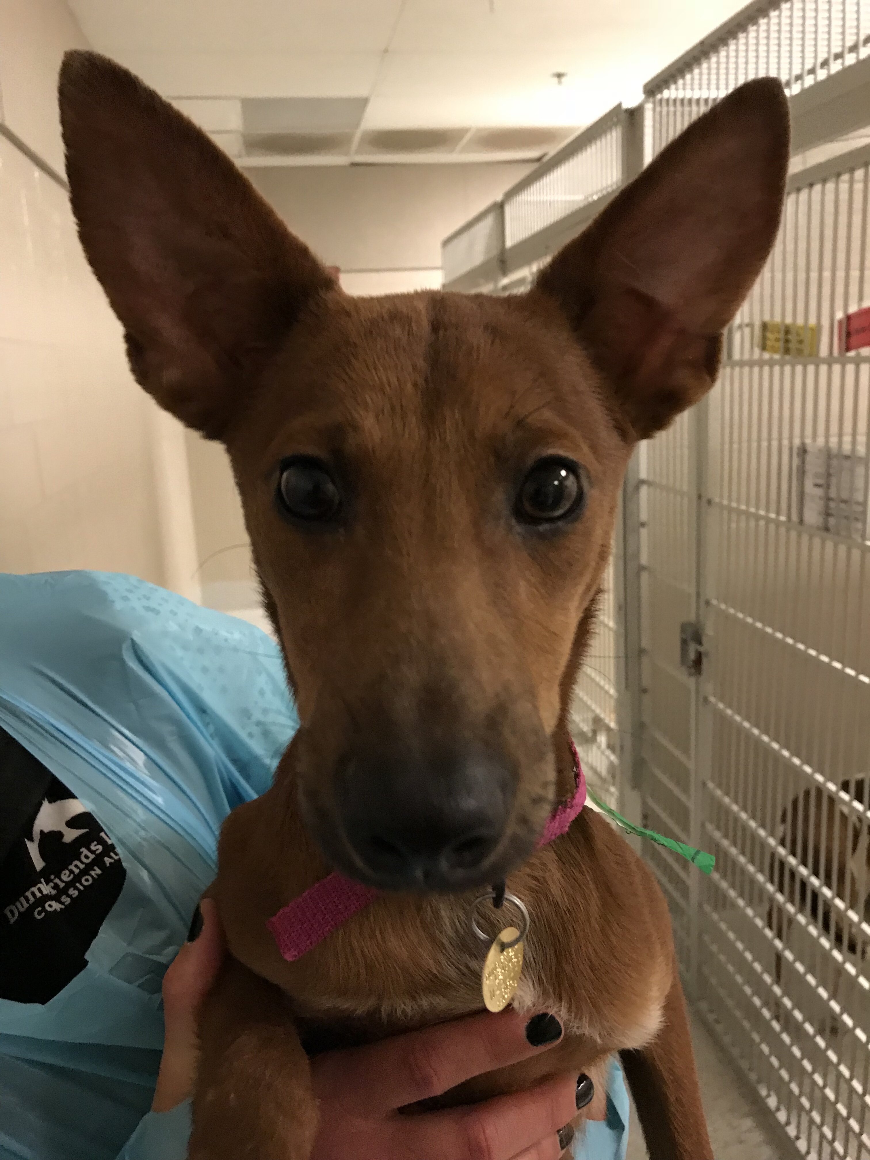 Hundreds Of Dogs Flown From Vieques To Colorado After Hurricane Maria ...