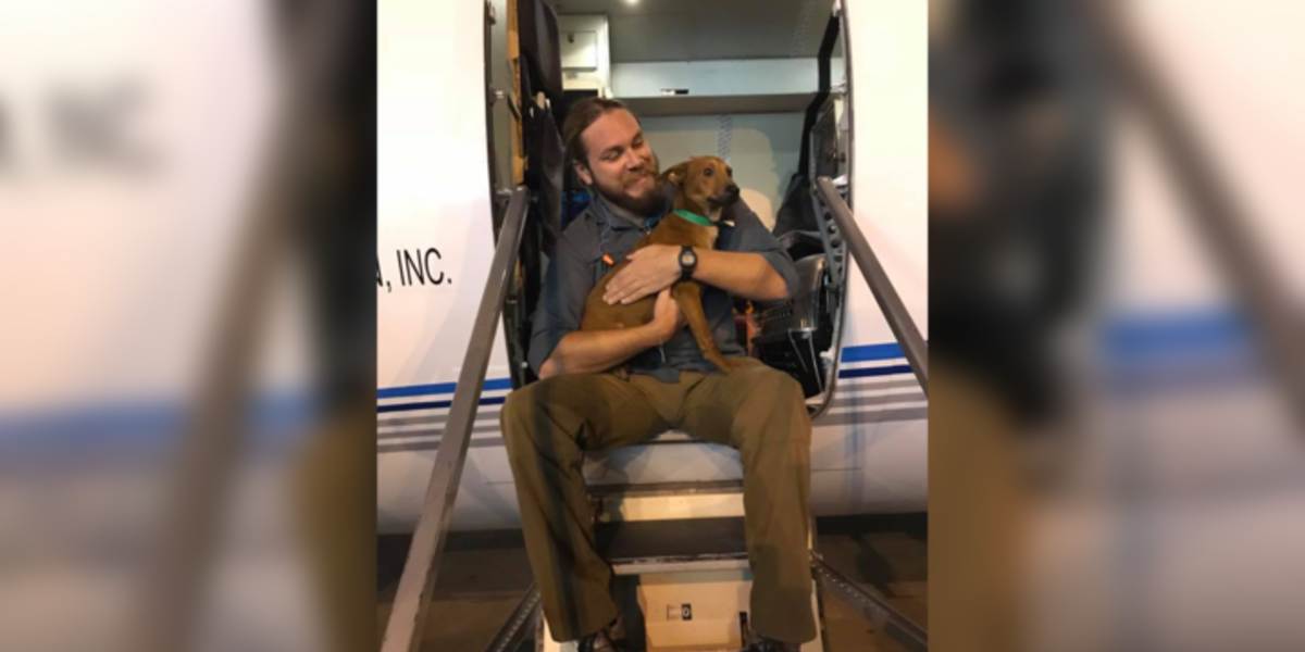 Hundreds Of Dogs Flown From Vieques To Colorado After Hurricane Maria ...