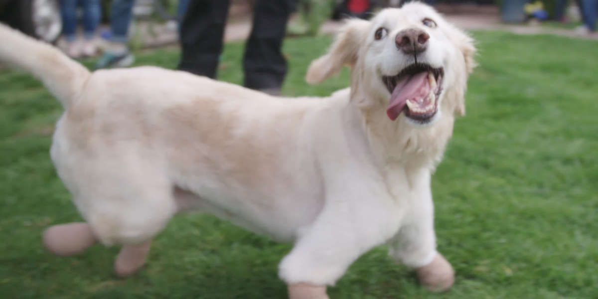Dog Who Lost Her Legs Was Determined To Walk Again - Videos - The Dodo
