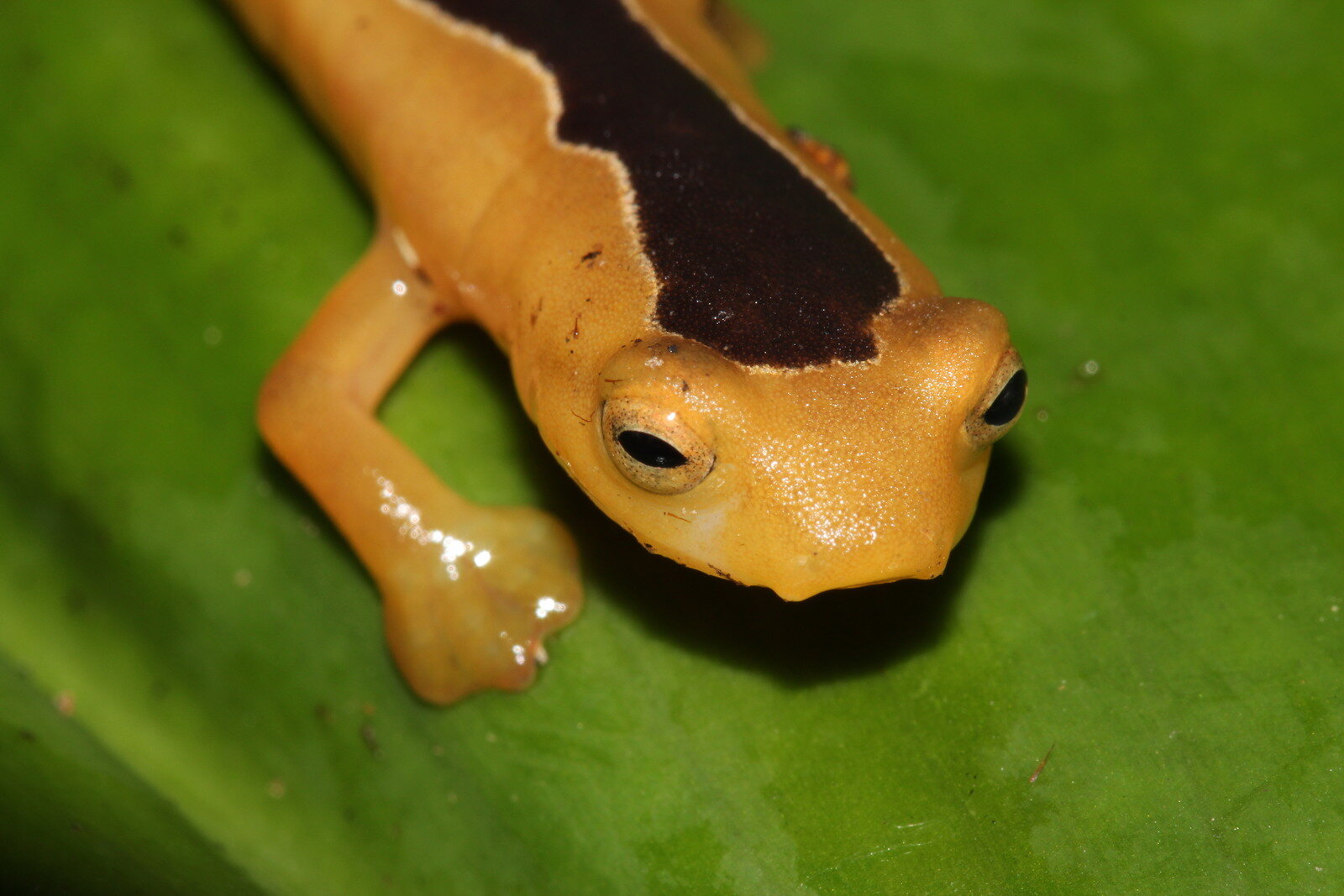Rare Salamander Found In Guatemala After 42 Years - The Dodo