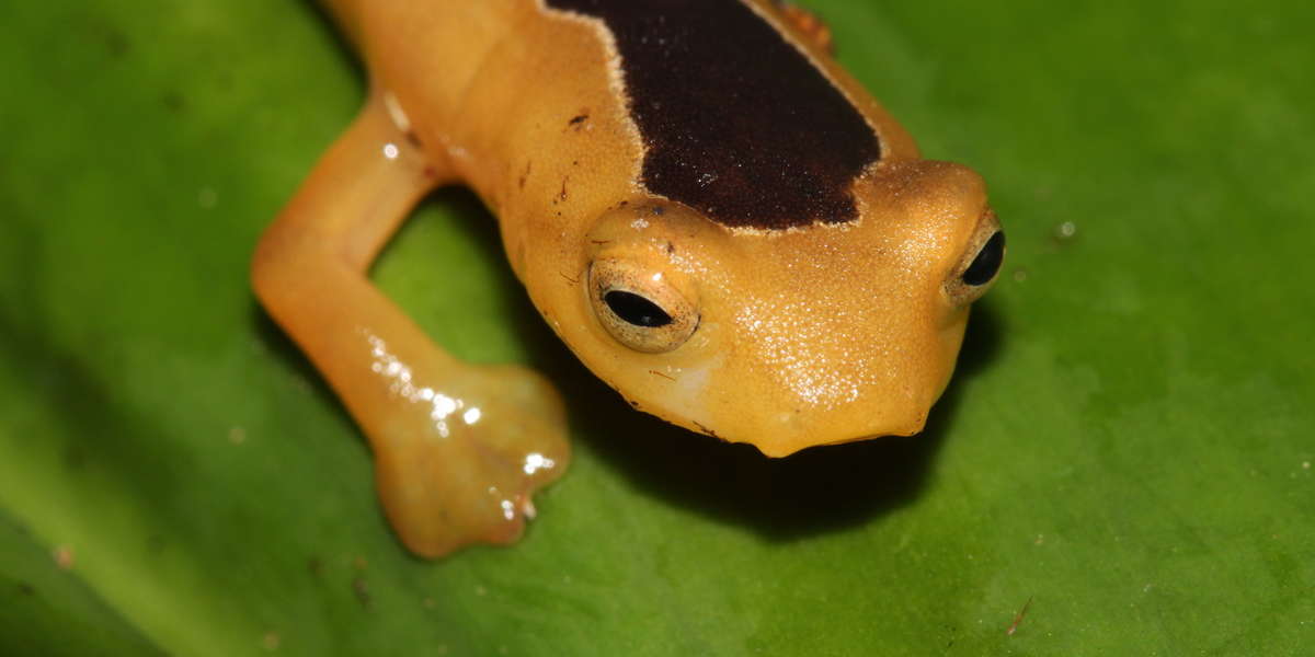 Rare Salamander Found In Guatemala After 42 Years - The Dodo