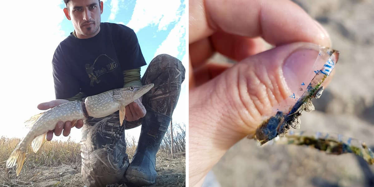 Alberta Man Rescues Fish Deformed By Piece Of Trash - The Dodo