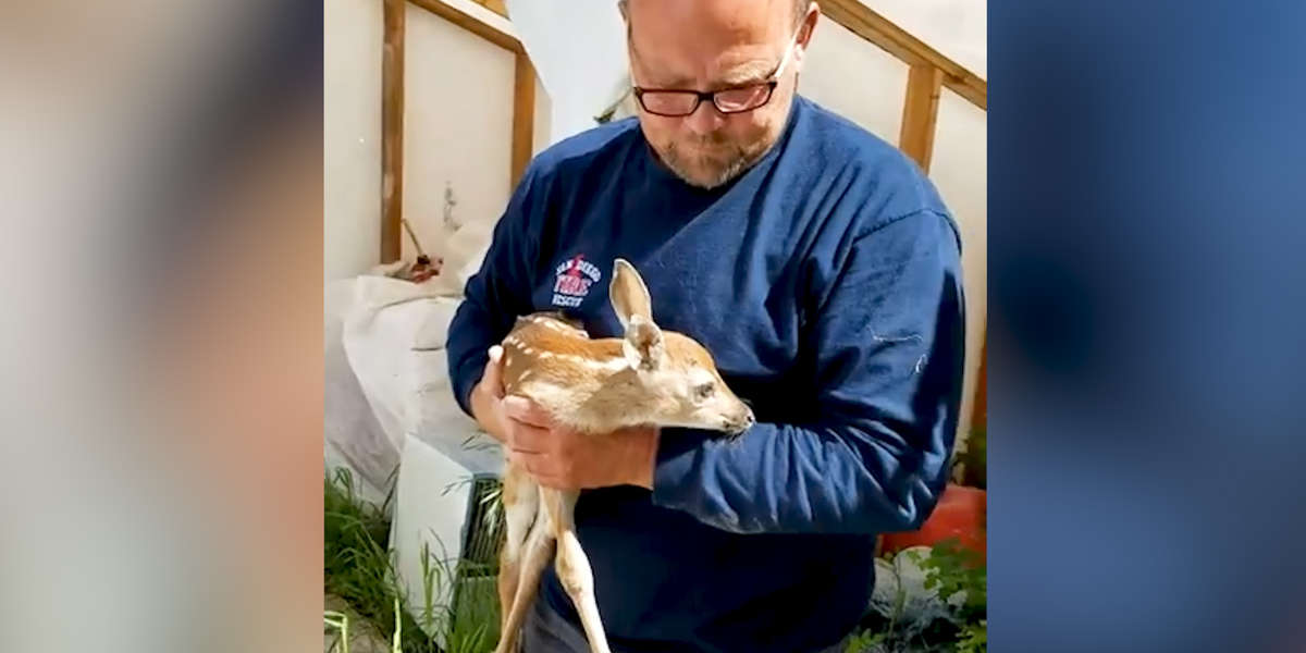 Baby Deer Rescued From Hole - Videos - The Dodo