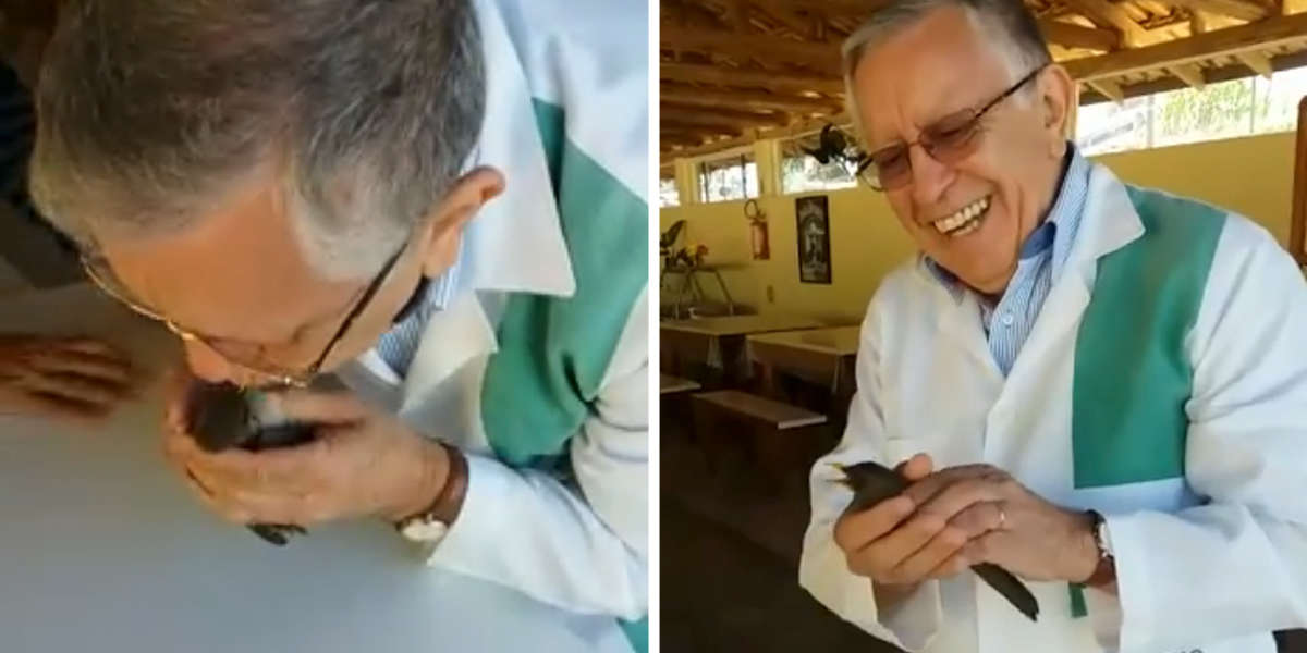 Doctor Performs CPR On Dead Bird In Brazil And Brings Her Back To Life ...