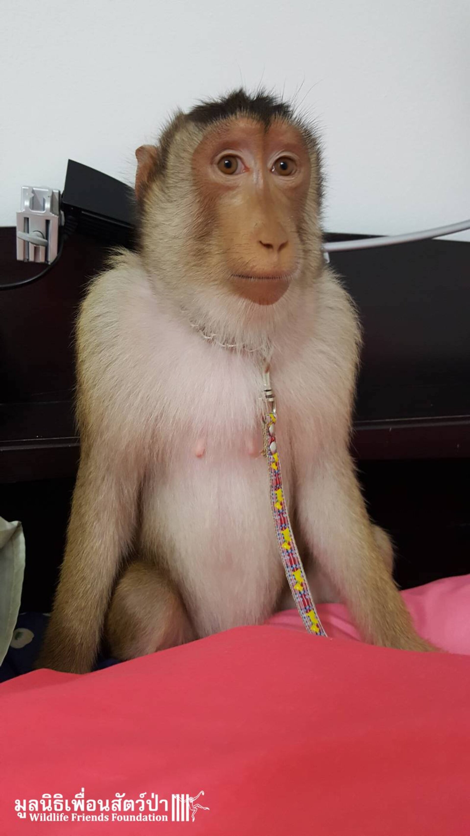 Pet Monkey Meets Her New Best Friend At Animal Sanctuary - The Dodo