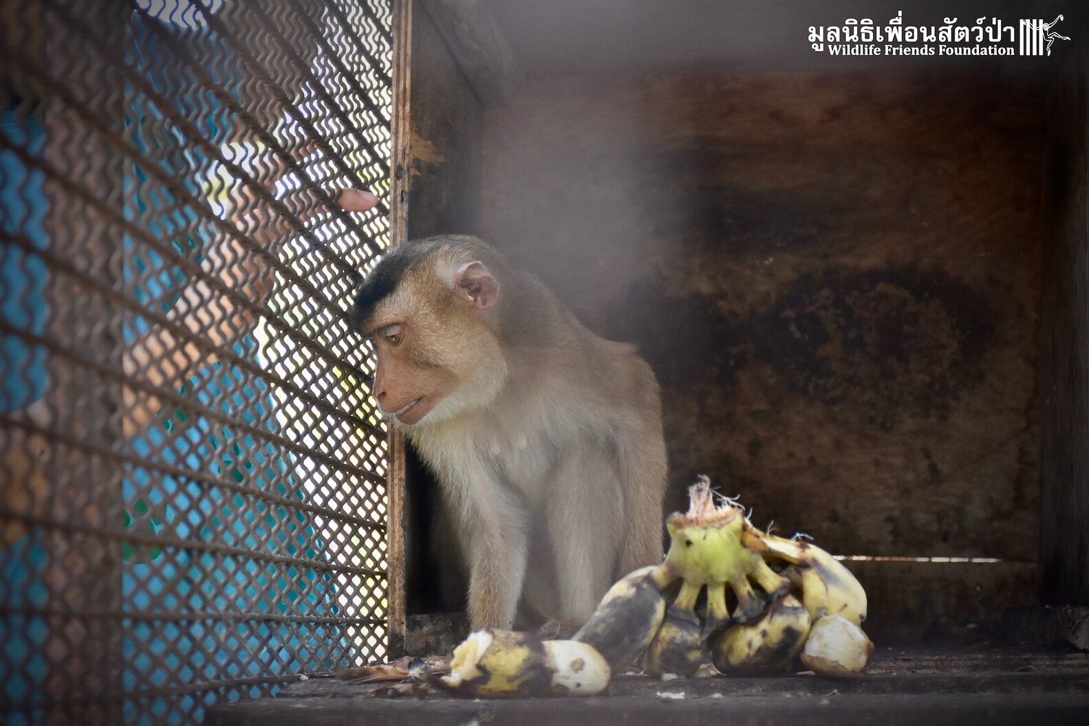 Pet Monkey Meets Her New Best Friend At Animal Sanctuary - The Dodo