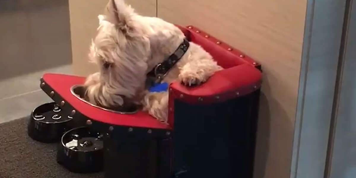 Dogs Get Special Chairs To Help Them Eat - Videos - The Dodo