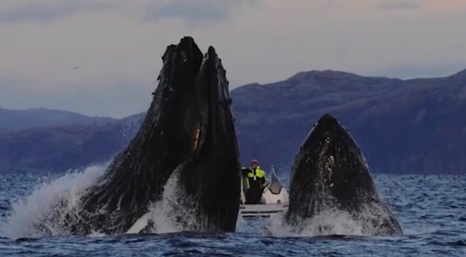 Blue Planet Cameraman Almost Swallowed By Humpback Whale - The Dodo