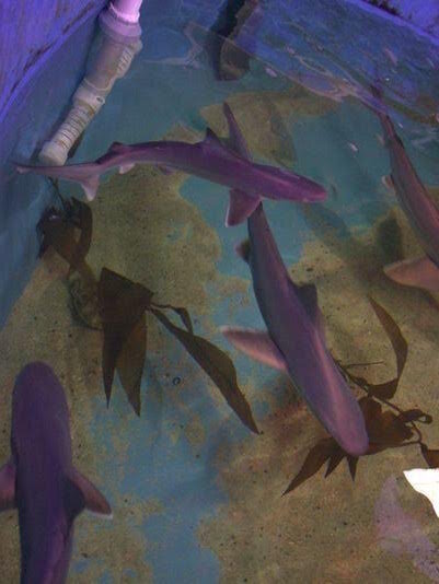 Officials Find 7 Live Sharks In New York Man's Basement Pool - The Dodo