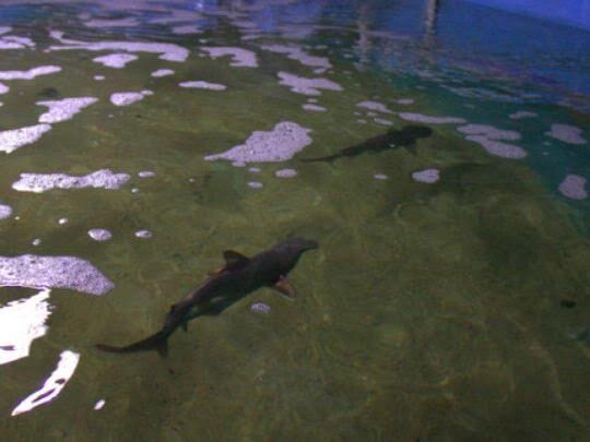 Officials Find 7 Live Sharks In New York Man's Basement Pool - The Dodo