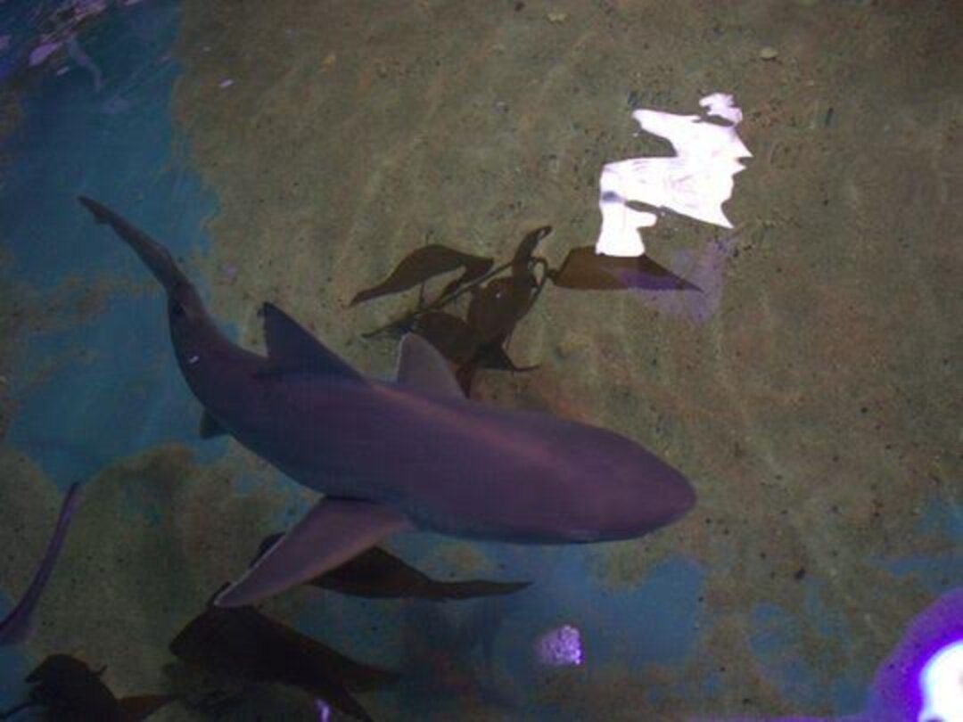 Officials Find 7 Live Sharks In New York Man's Basement Pool - The Dodo