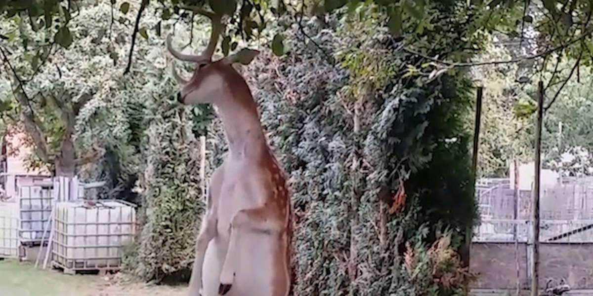 Smart Deer Knocks Apples Off Tree With His Antlers - Videos - The Dodo