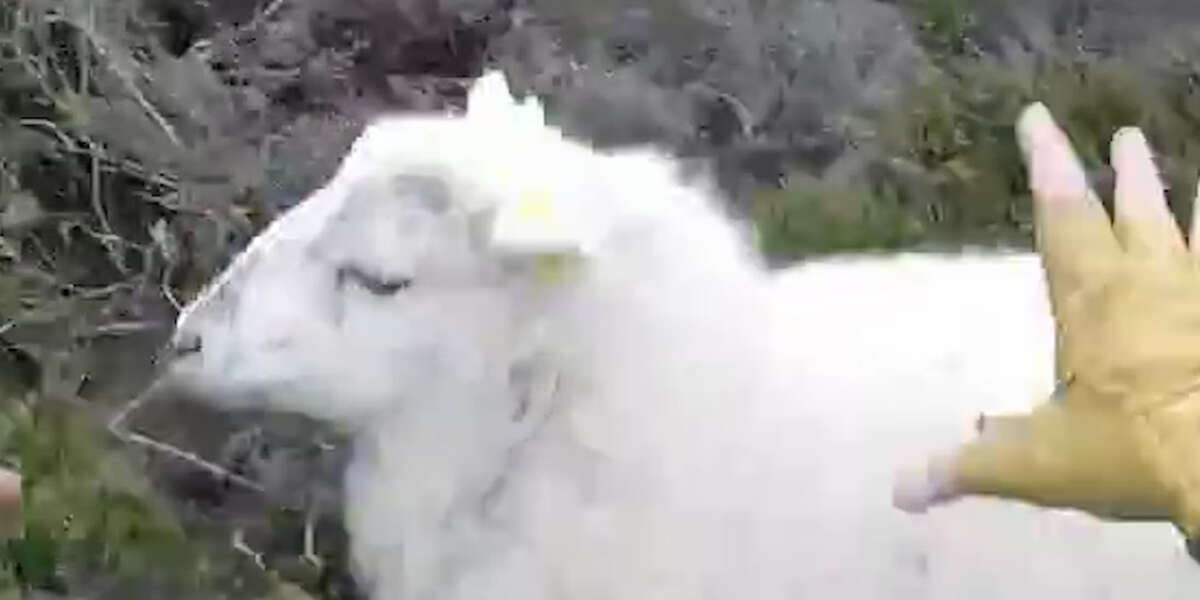 Sheep Rescued From Cliff - Videos - The Dodo
